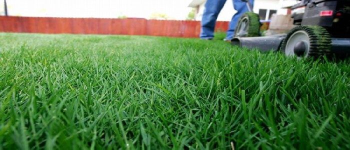 When To Mow New Grass From Seed Best Lawn Sprinkler